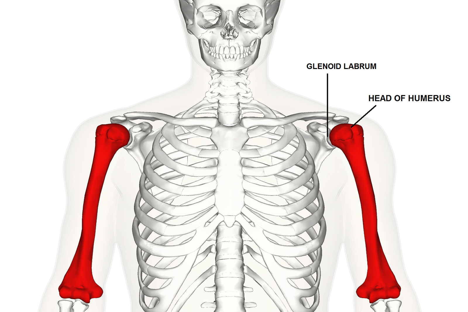 Lihasryhmät: Kiertäjäkalvosin | Aaro Huttunen
